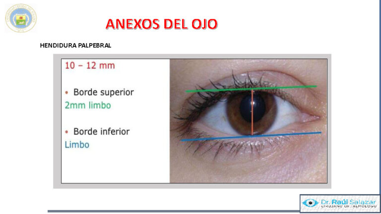 BASES DE ANATOMÍA OCULAR - Oftalmologo Quito - Dr. Raúl Salazar Zambrano